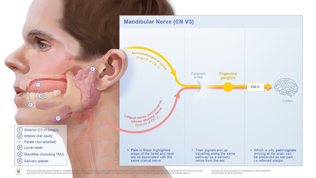 Understanding TMJ and the Possible Benefits of Treating This Medical ...