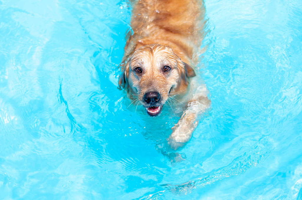 Benefits Of Dog Swimming Pools - MindxMaster