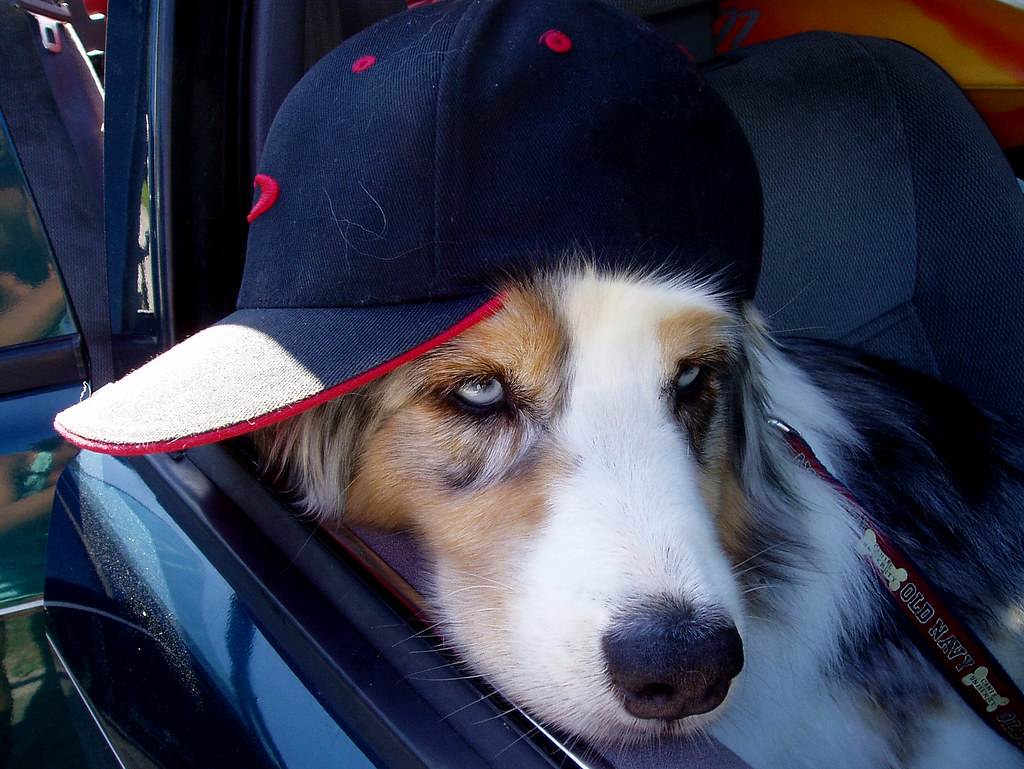 How to start a dawg business and promote it on Instagram - MindxMaster